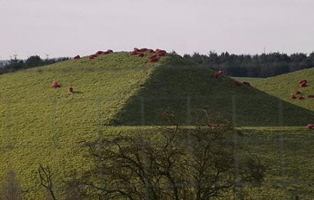 The red sheep of Scotland | Amusing Planet
